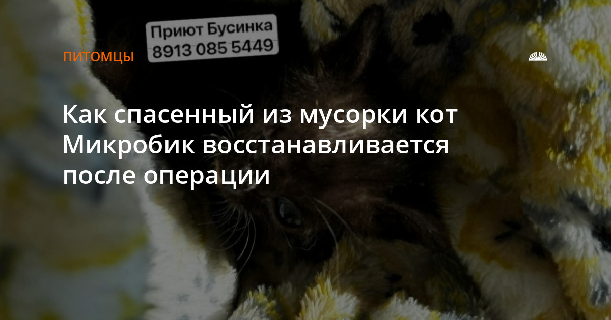 Как дела у котика Микробика после операции